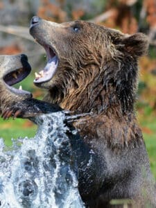 Fête de l'Ours - Les fêtes de l'ours dans les Pyrénées-Orientales